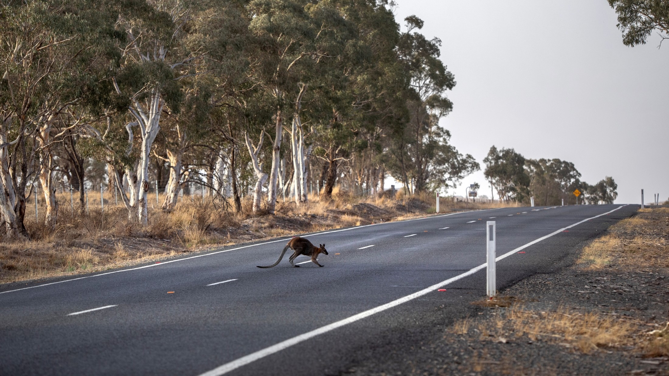 Huge jump in kangaroo collisions prompts RAA warning - RAA Daily