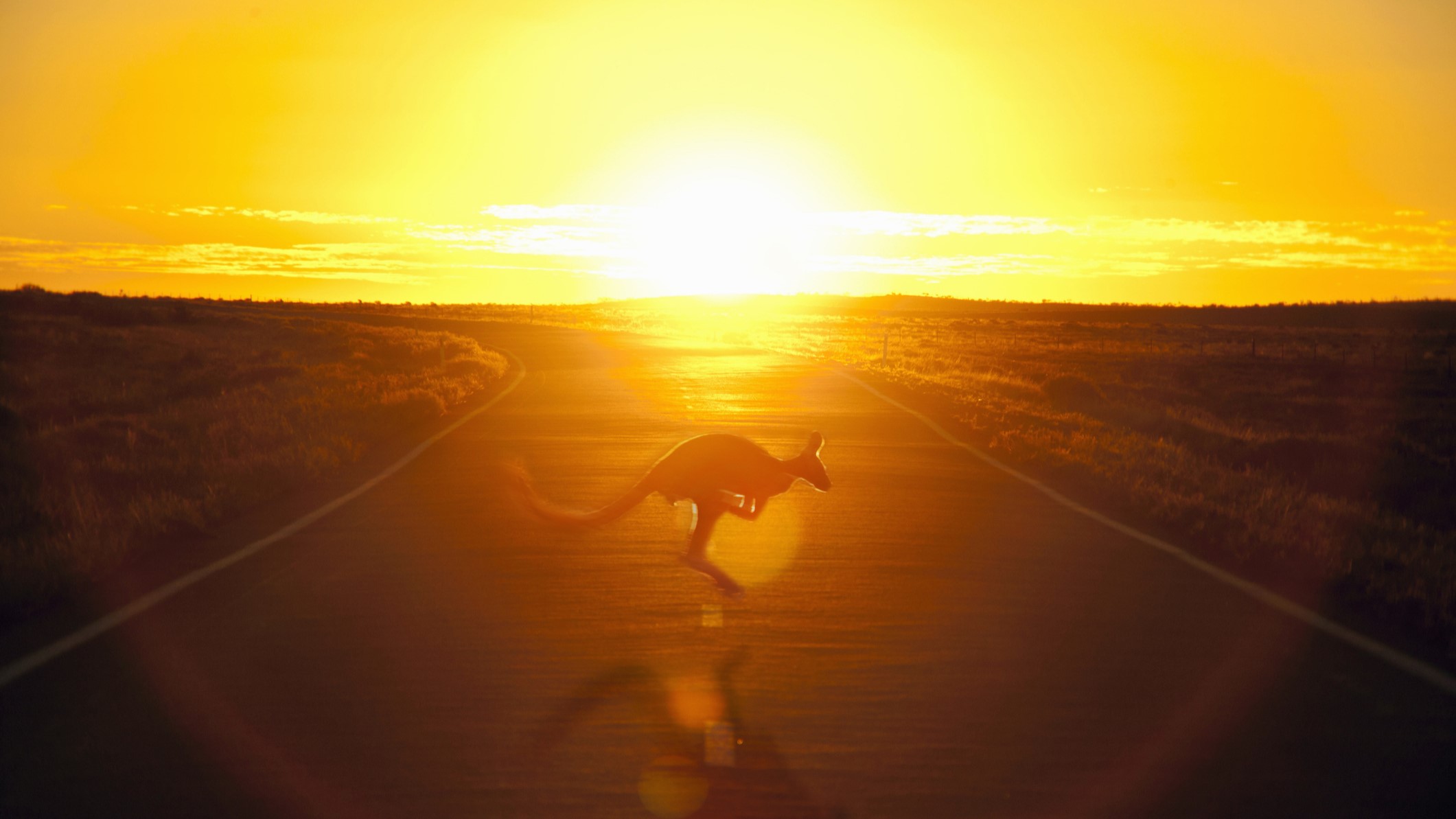 RAA Insurance and Fauna Rescue SA warn of kangaroo crash risk in spring ...
